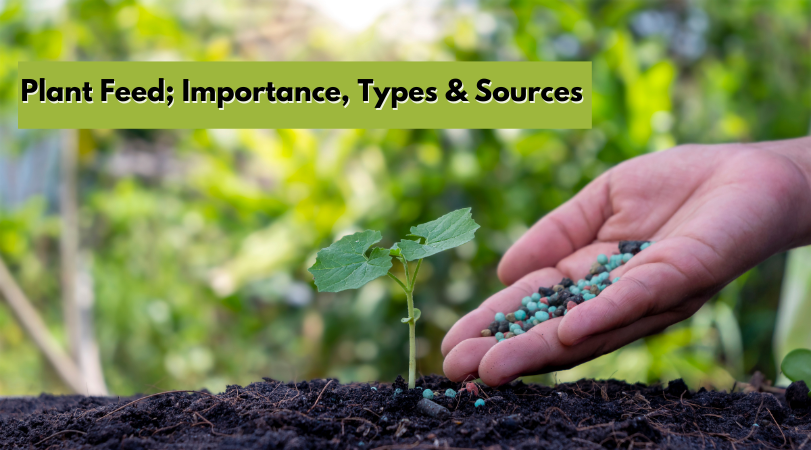 Plant Feed; Importance, Types & Sources – ManBhawan Nursery