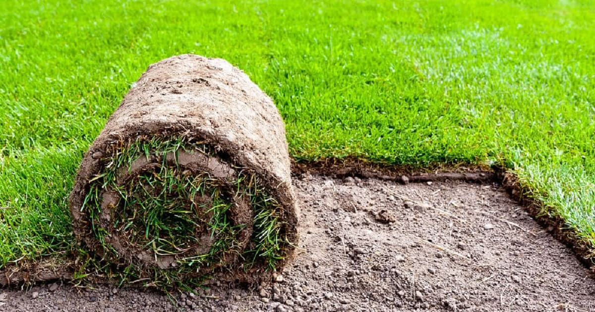 10 Types Of Lawn Grasses You Should Know About – ManBhawan Nursery