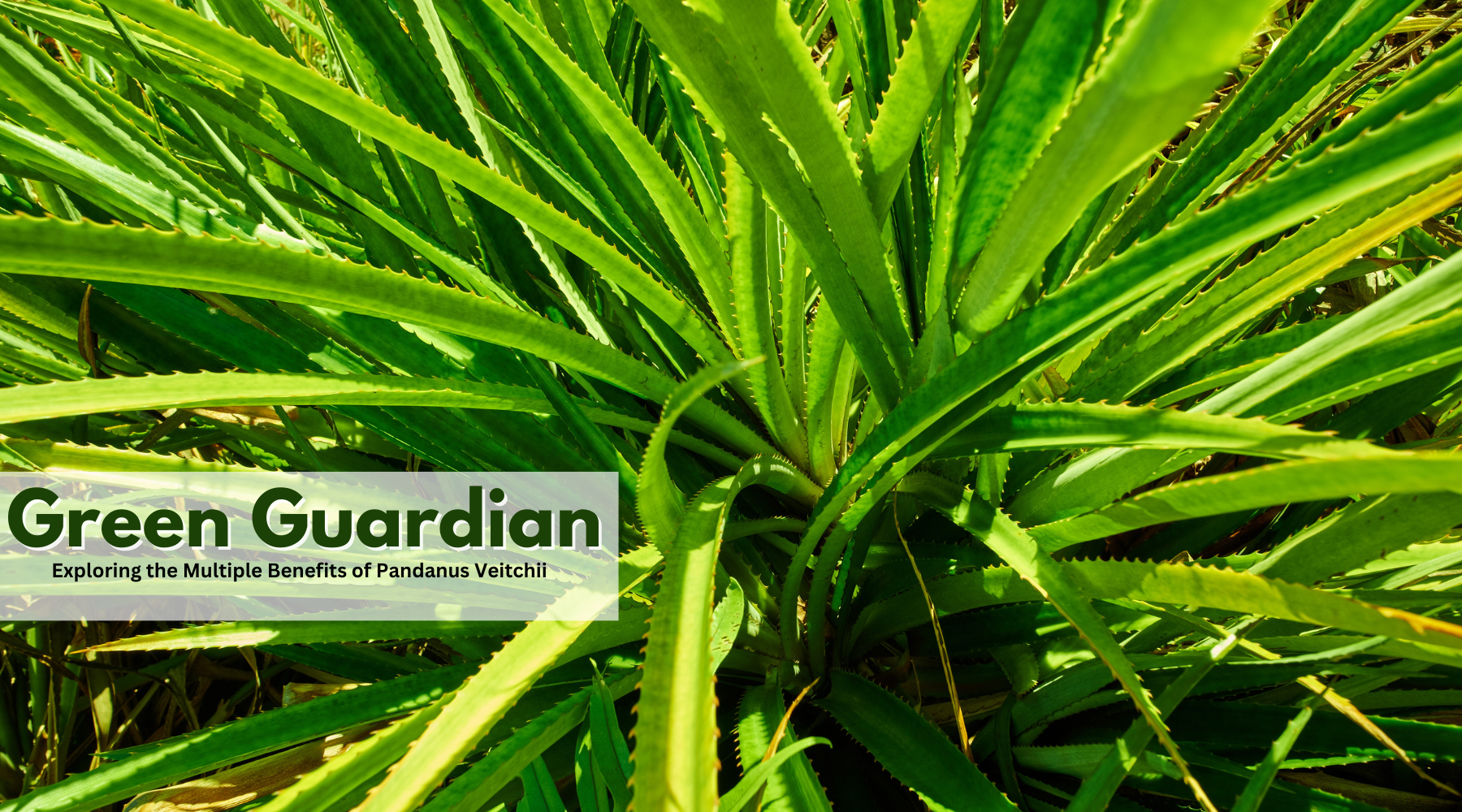 Green Guardian: Exploring the Multiple Benefits of Pandanus Veitchii ...
