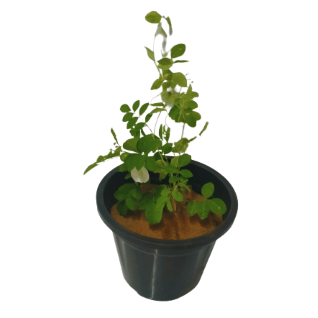 Aparajita Plant - Clitoria Ternatea (White) – ManBhawan Nursery