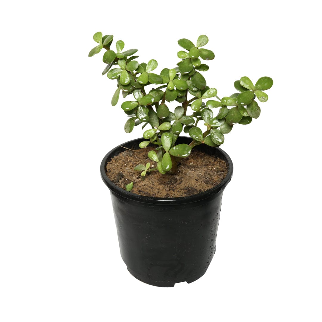 Buy Online Jade Plant with Pot | Crassula Ovata – ManBhawan Nursery