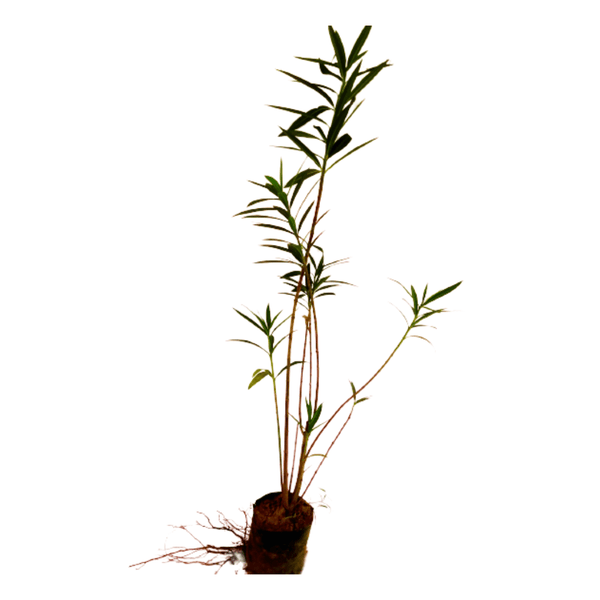 Buy Bauhinia Variegata Kachnar / Orchid Tree Online | Manbhawan Nursery