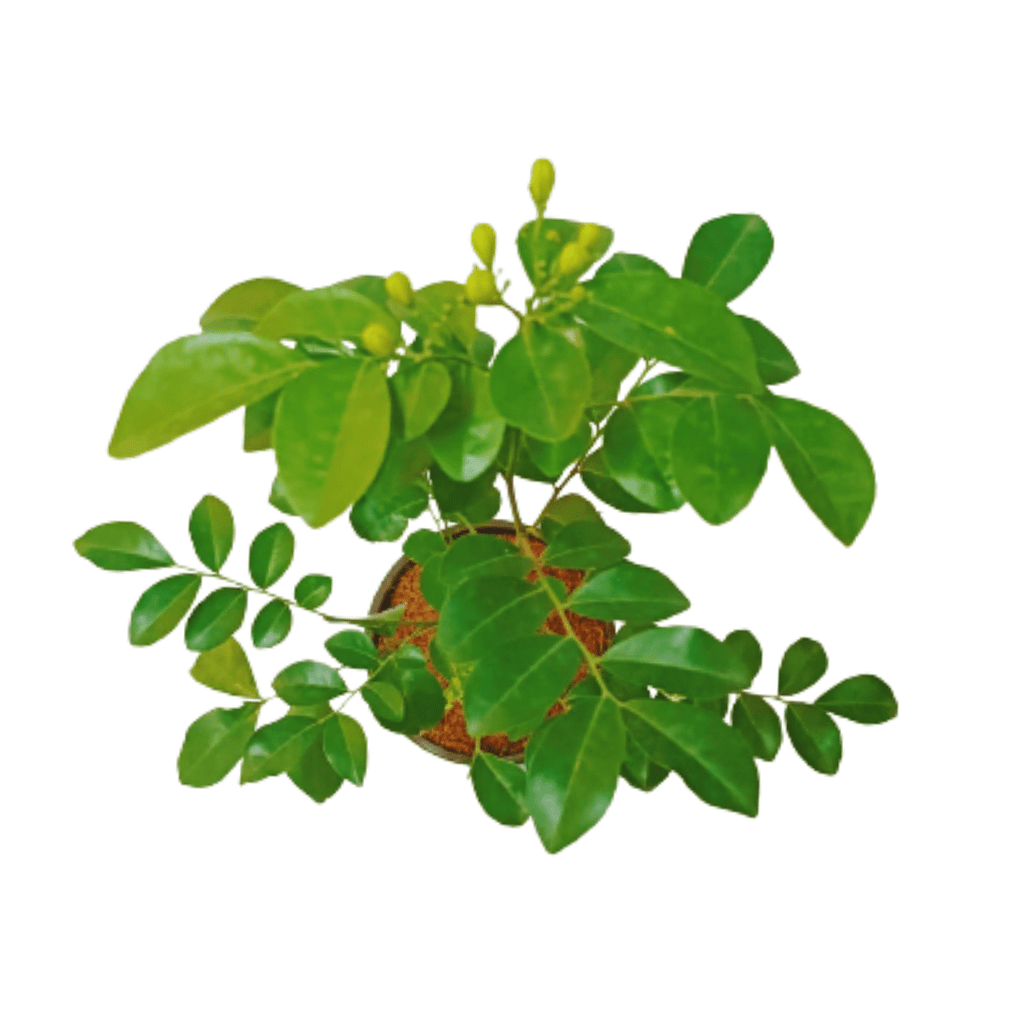 Kamini Murraya Plant – ManBhawan Nursery