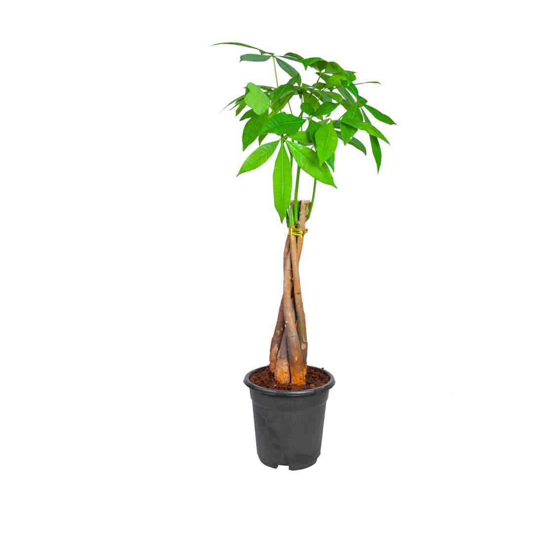 Pachira Money Tree – ManBhawan Nursery