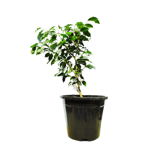 Buy Online Black Ficus Plant on Sale – ManBhawan Nursery