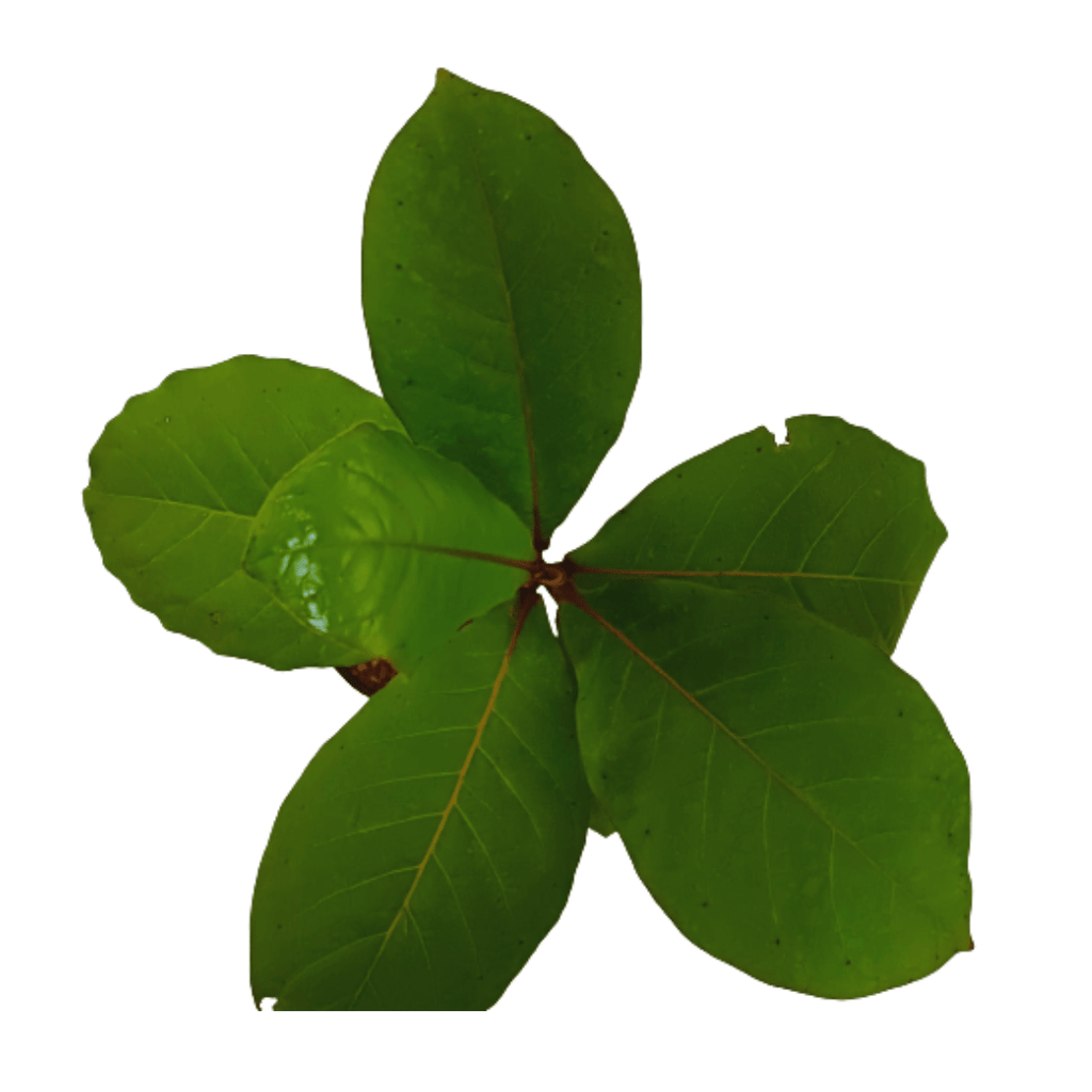 Terminalia Catappa / Indian Almond – ManBhawan Nursery