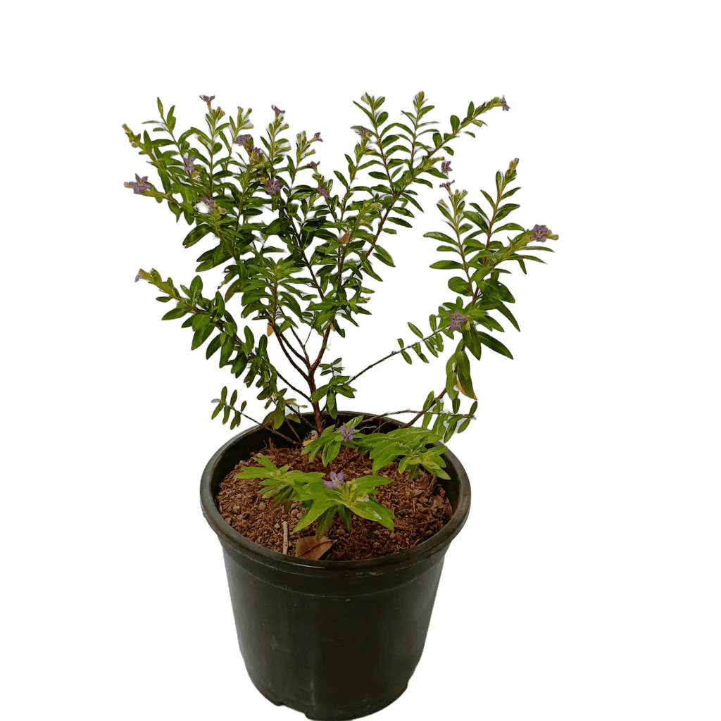 Kufiya / Cuphea Plant – ManBhawan Nursery